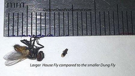 Sphaerocerid Flies|Sphaerocerid Fly Control