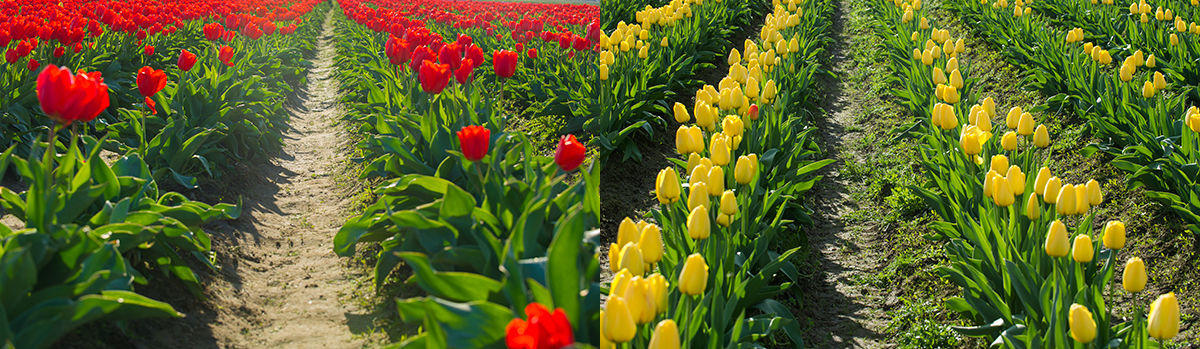 Guide to Spring in Seattle