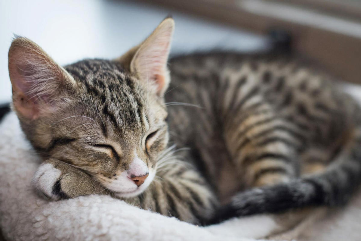 Cat Cafes In Seattle