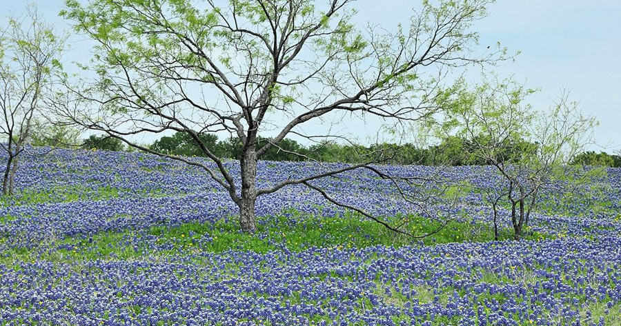 Where To Spot Bluebonnets in Dallas/Fort Worth