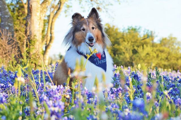 10 Austin Animals to Follow on Instagram