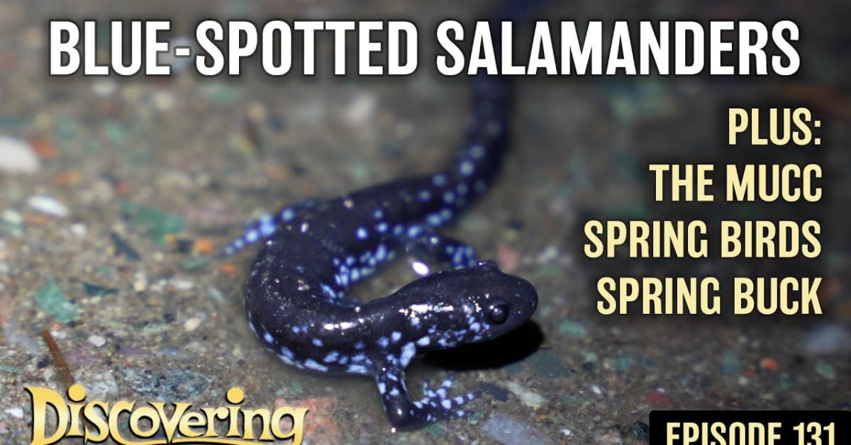 DISCOVERING | Blue-Spotted Salamanders, MUCC, Spring Birds & Spring Bucks | Discover the U.P.