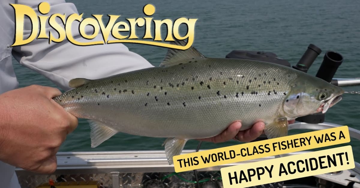 DISCOVERING | Atlantic Salmon Fishing & Atlantic Salmon Stocking at ...