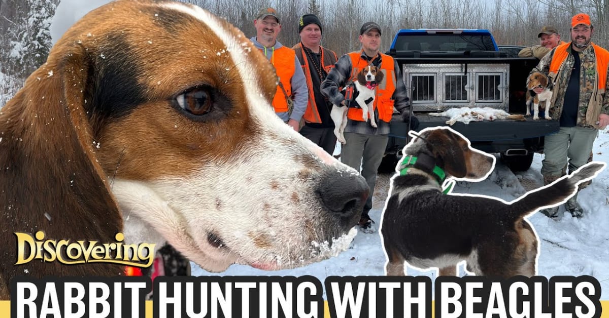 DISCOVERING | Rabbit Hunting with Beagles | Discover the U.P.