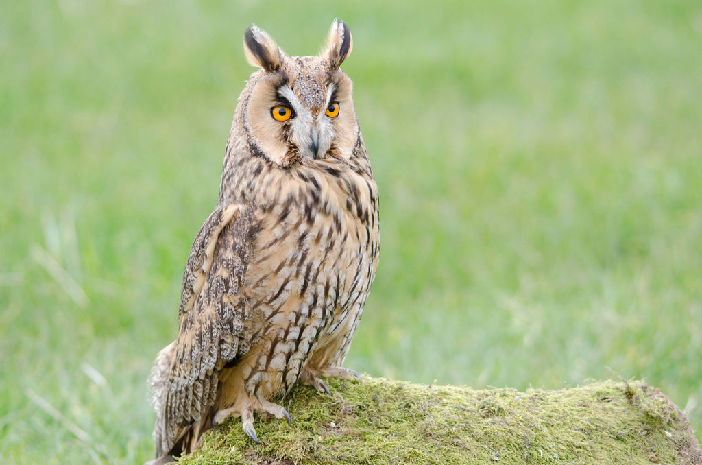 Long-eared Owl - eBirdr