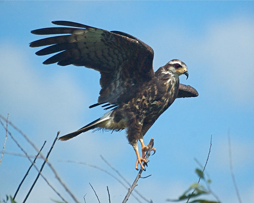 Snail Kite - eBirdr