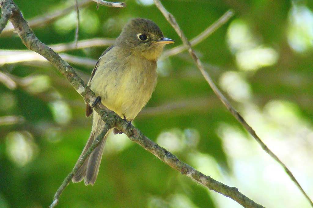 Pacific-slope Flycatcher - eBirdr