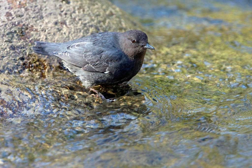 American Dipper - eBirdr