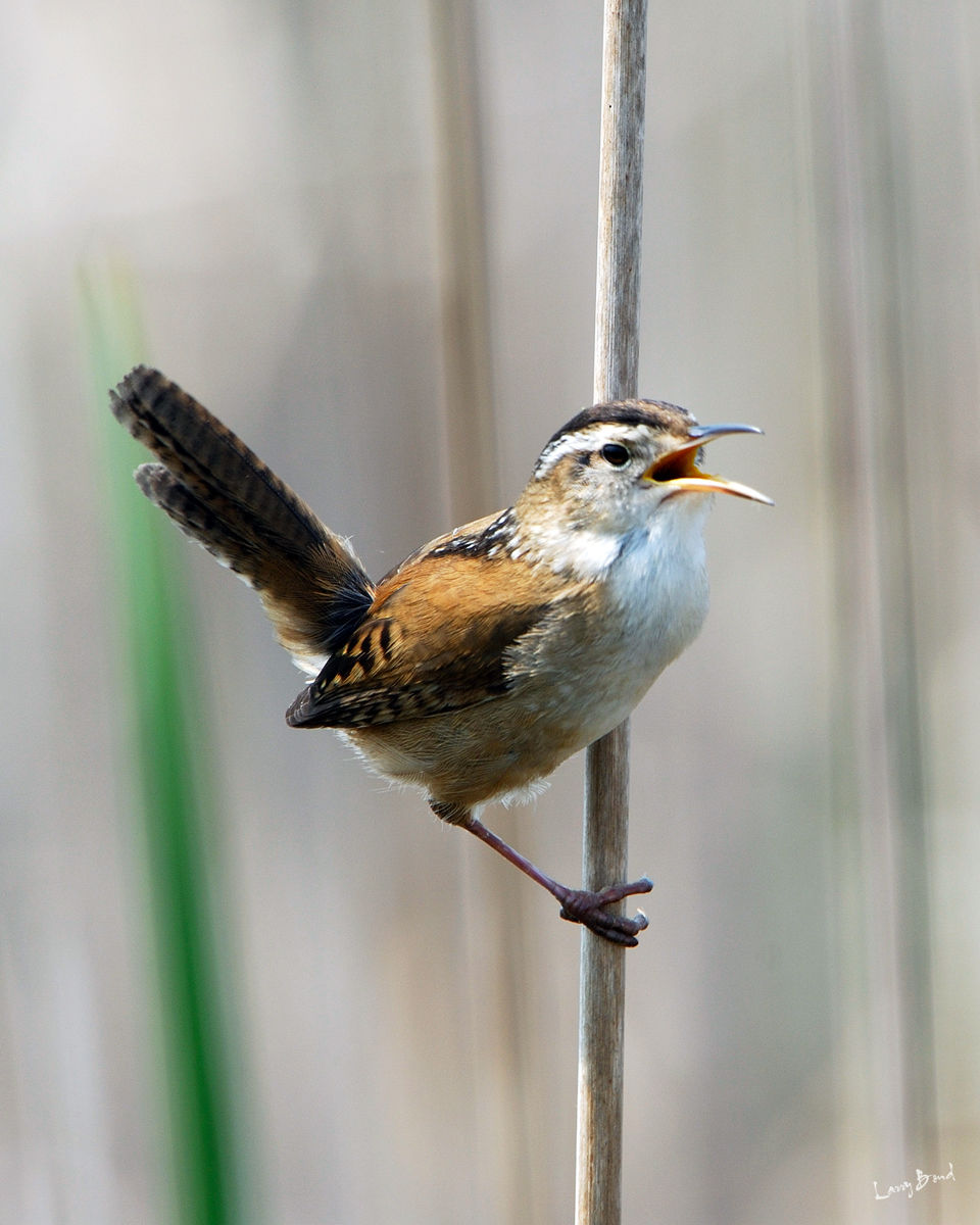 Marsh Wren - eBirdr