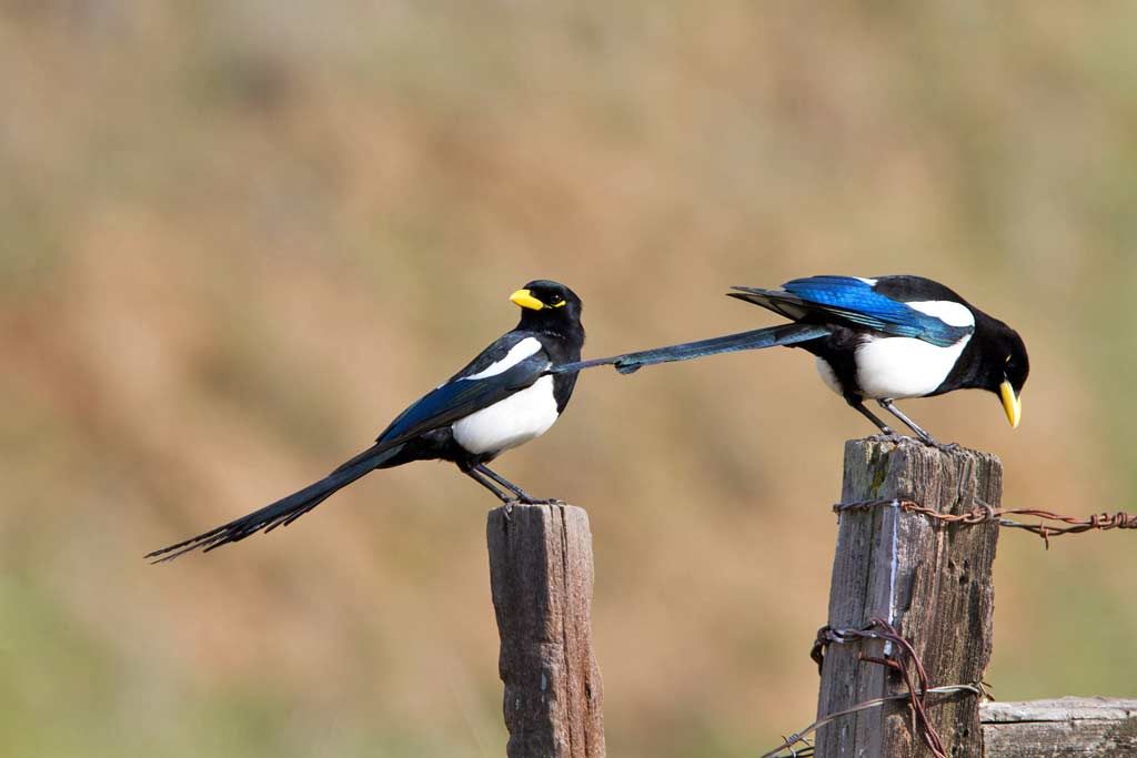 Yellow-billed Magpie - eBirdr