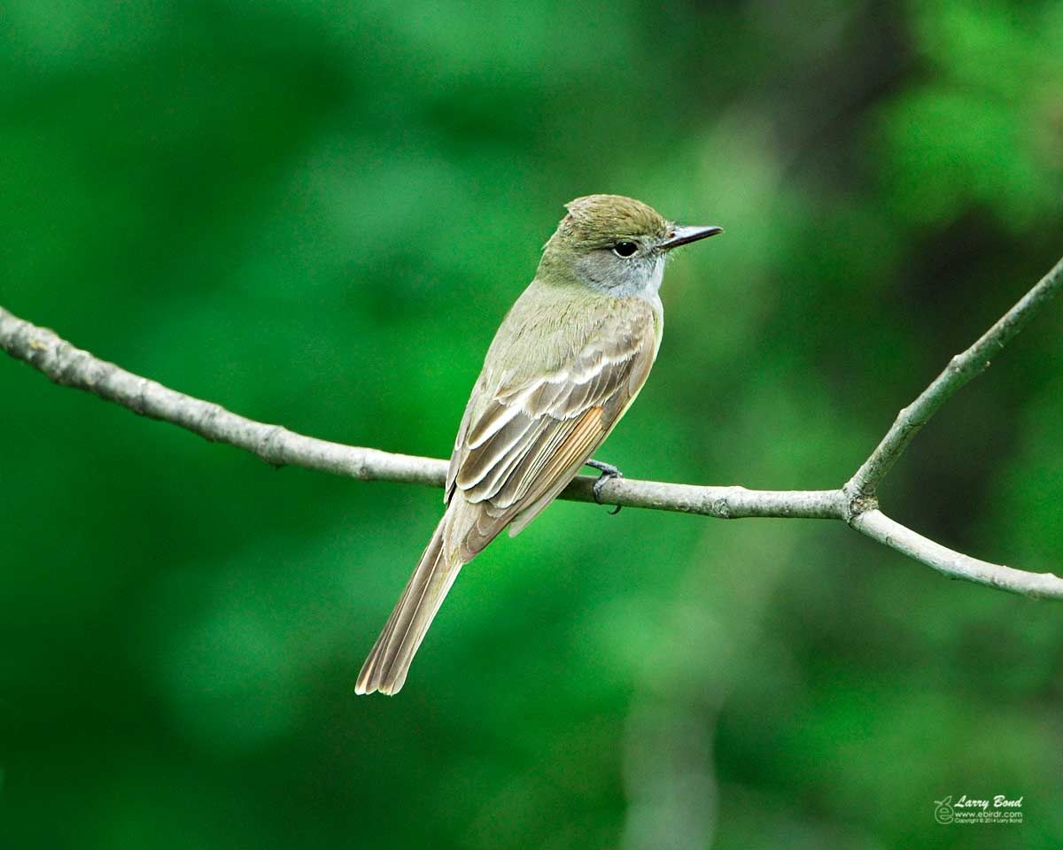 Great Crested Flycatcher - eBirdr