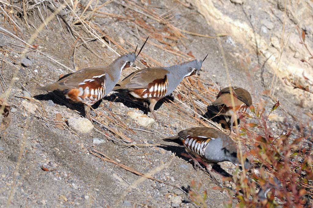 Mountain Quail - eBirdr