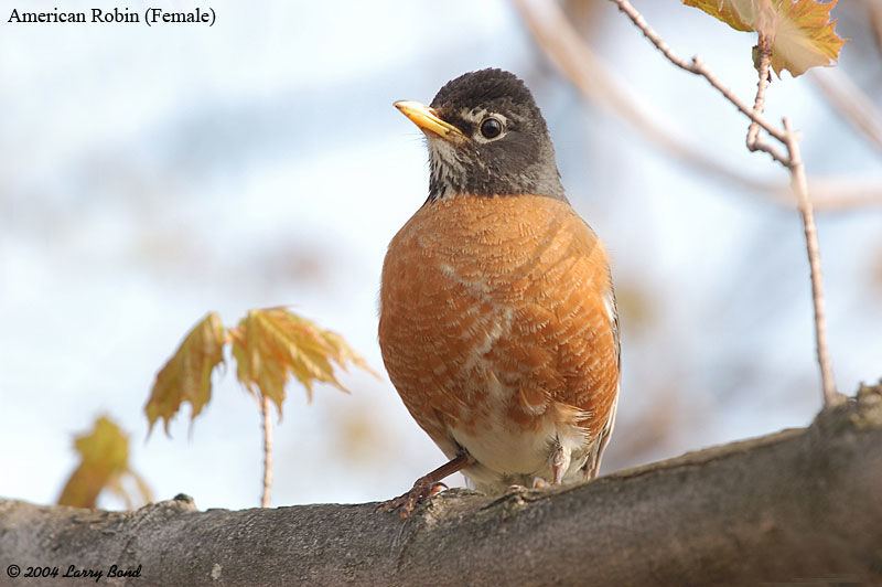 American Robin - eBirdr
