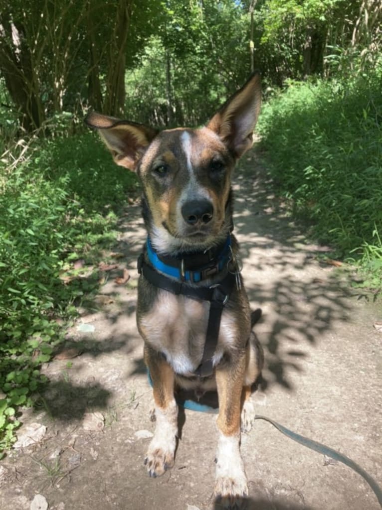 Embark Dog DNA Test - Oscar gallery