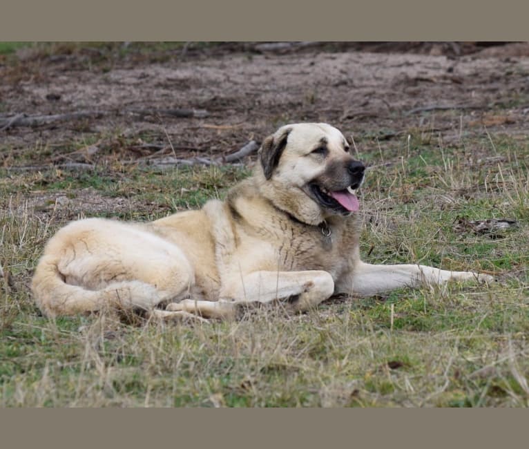 Embark Dog DNA Test - Breed