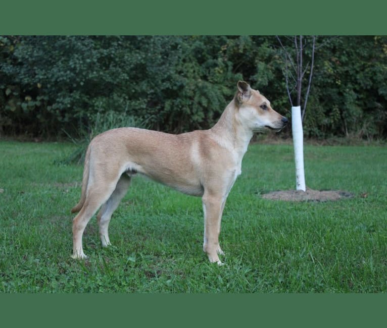 Embark Dog DNA Test - Breed