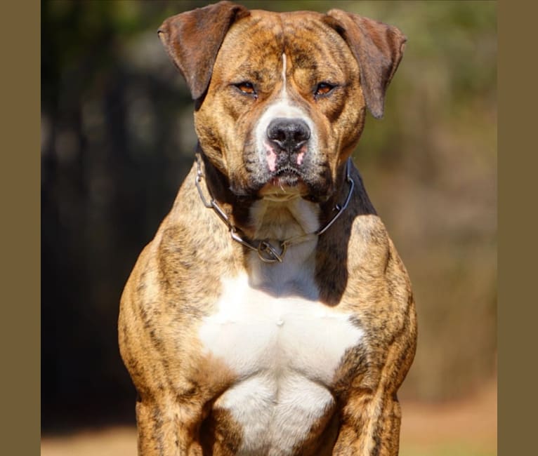 Embark Dog DNA Test - Breed