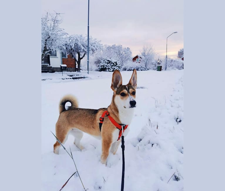 Embark Dog DNA Test - Breed