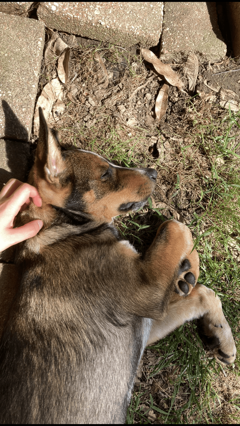 Embark Dog DNA Test - Oscar gallery