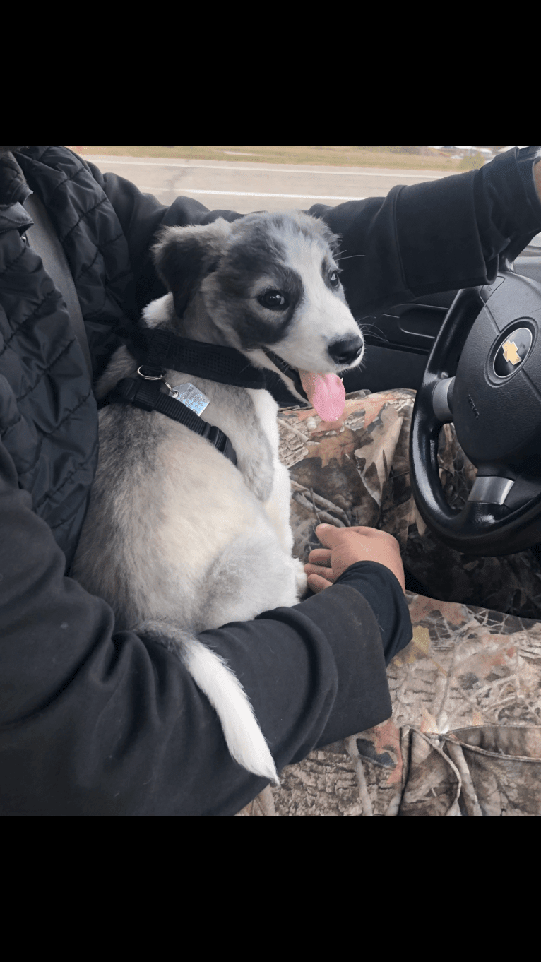 Embark Dog DNA Test - Wolf gallery