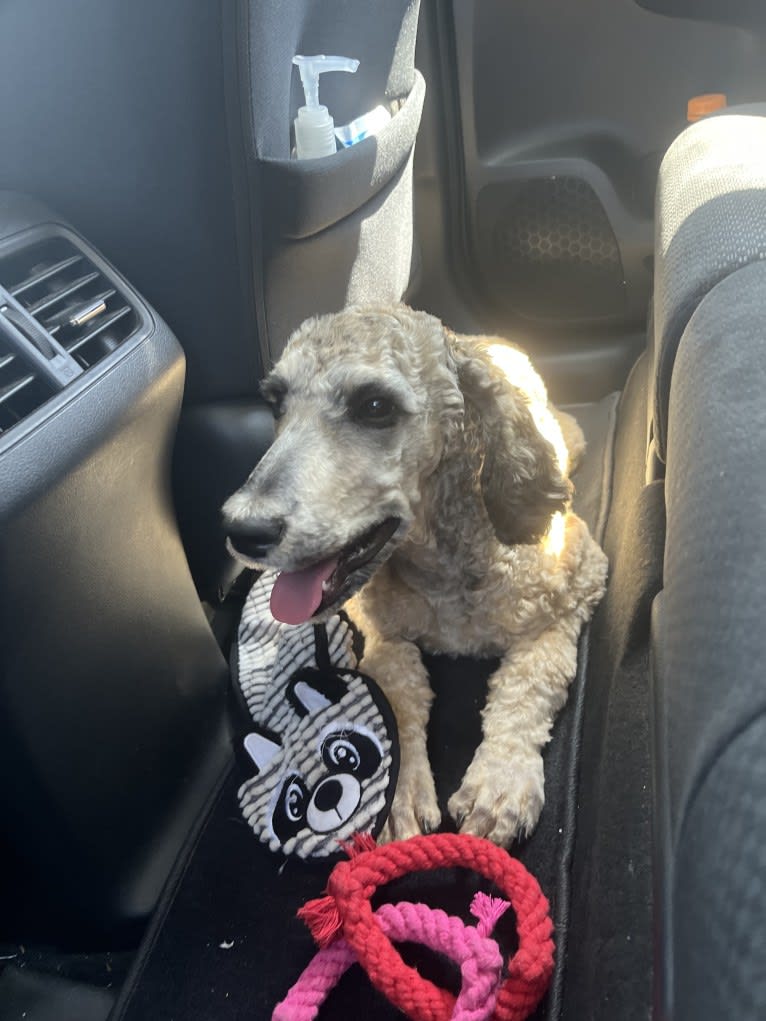 Embark Dog DNA Test - Amelia Mignonette Thermopolis Renaldi gallery