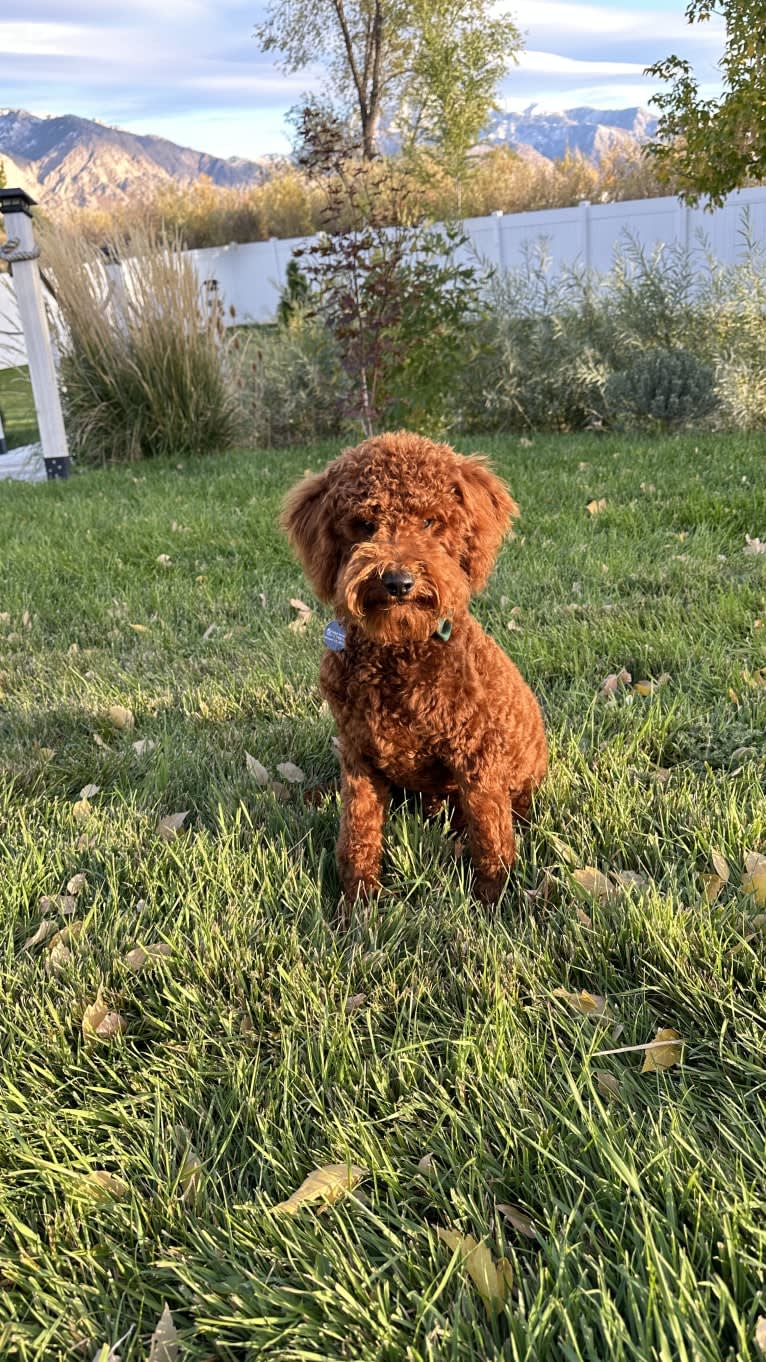 Embark Dog DNA Test - AKC mini poodle -Ragnar the red gallery