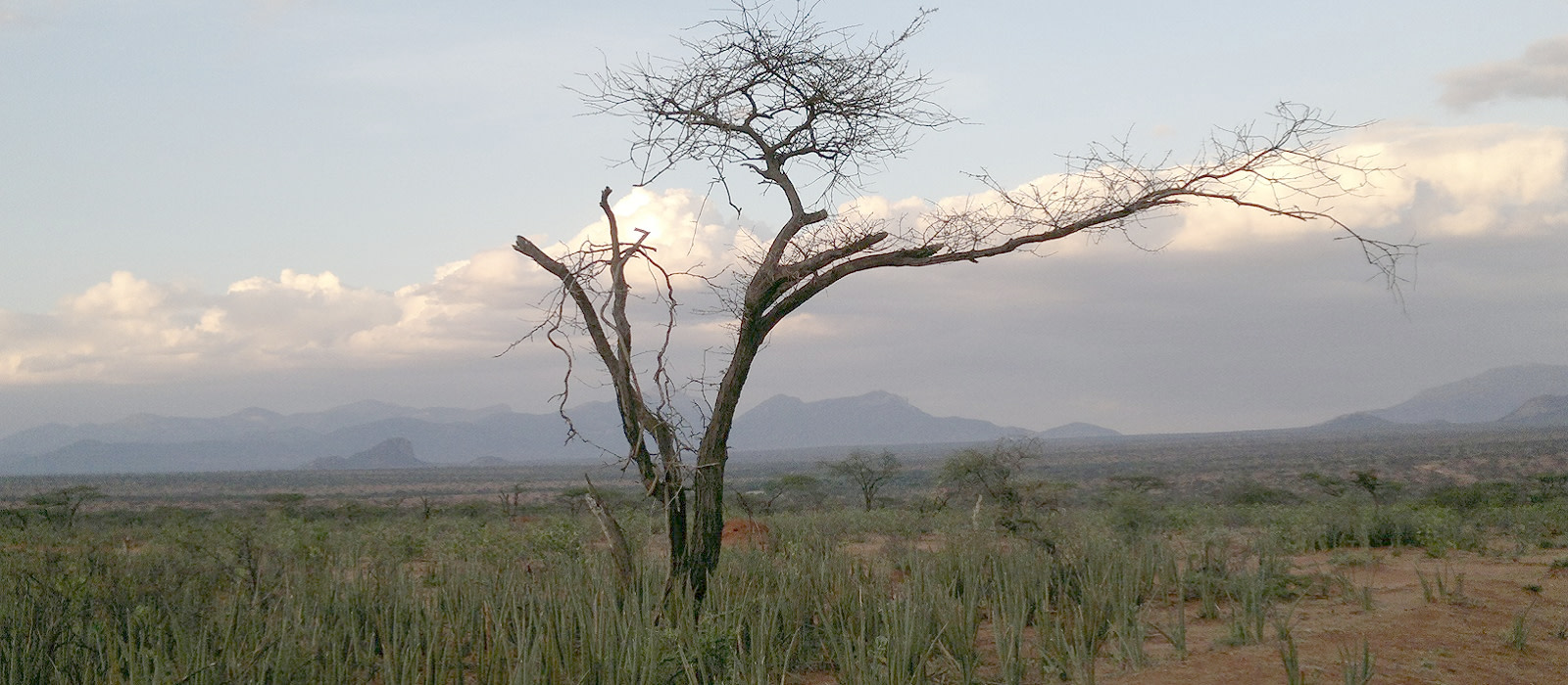 Laikipia Safari & Custom Kenya Trips | Enchanting Travels