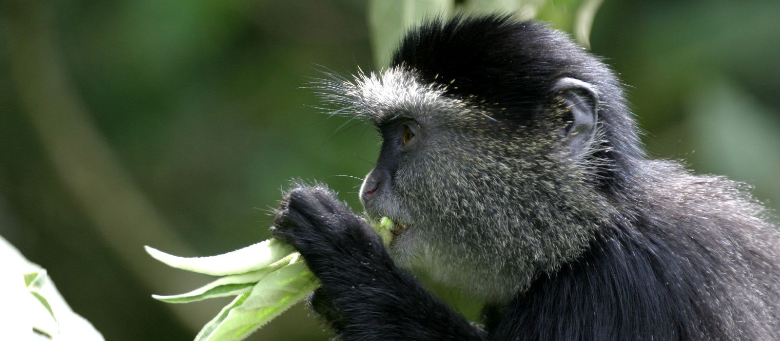 Exclusive Travel Tips for Kakamega Forest in Kenya