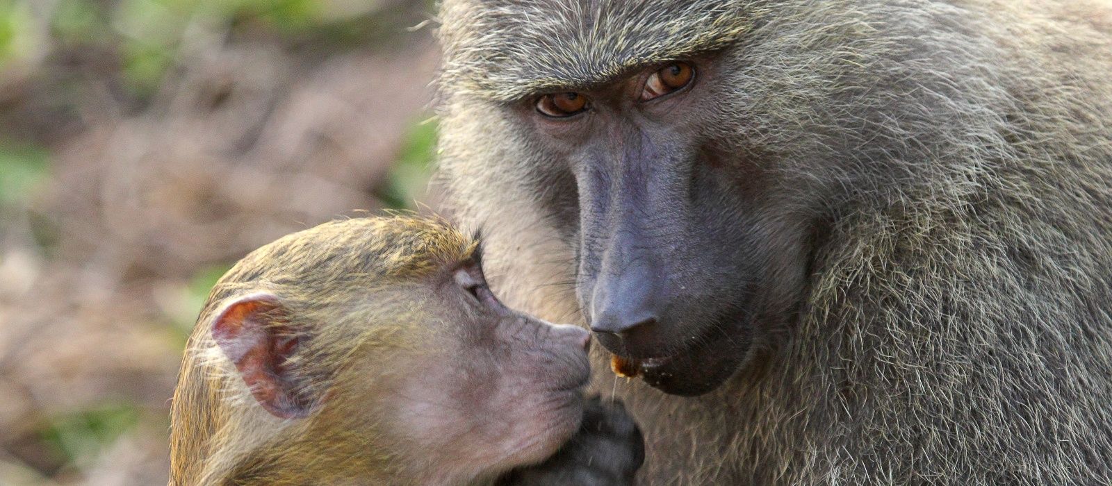 Exclusive Travel Tips for Gombe Stream in Tanzania