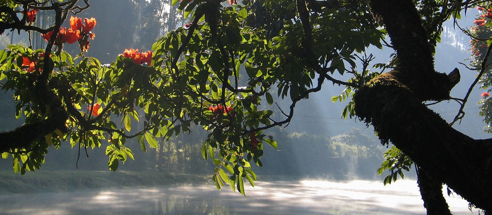 The Tall Trees Hotel in South India | ENCHANTING TRAVELS