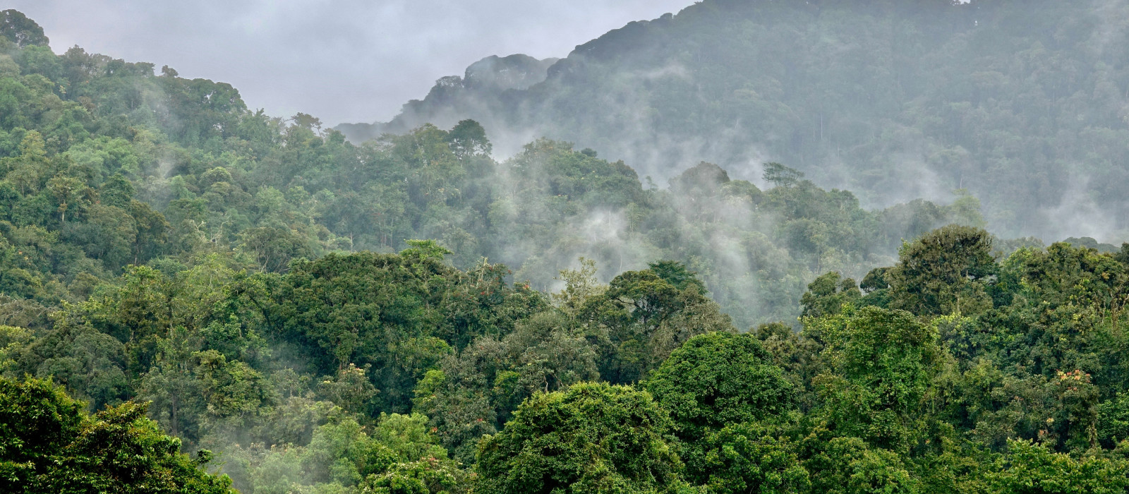 Rwanda Travel Guide | Expert Tips for your Africa Vacation