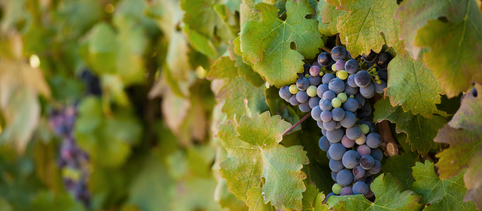 Luxury Safari in South Africa | Enchanting Travels