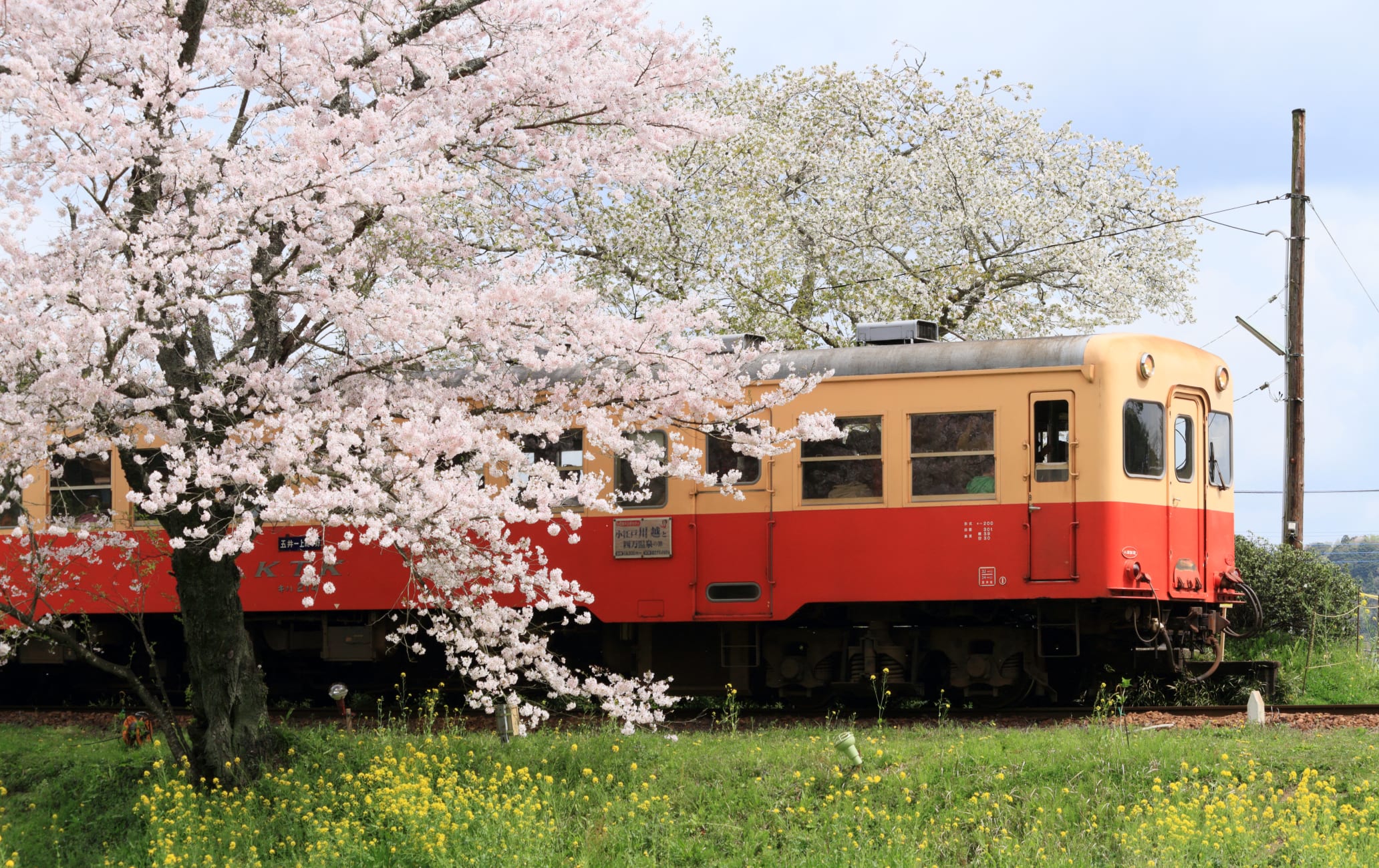 Kominato Railway | Chiba Attractions | Travel Japan | JNTO