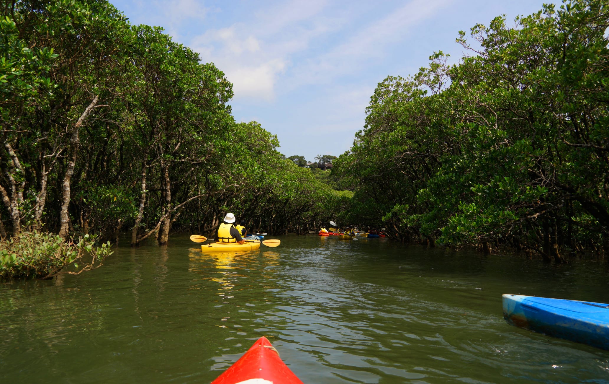 Yanbaru Mangrove Kayaking | Okinawa Attractions | Travel Japan | JNTO