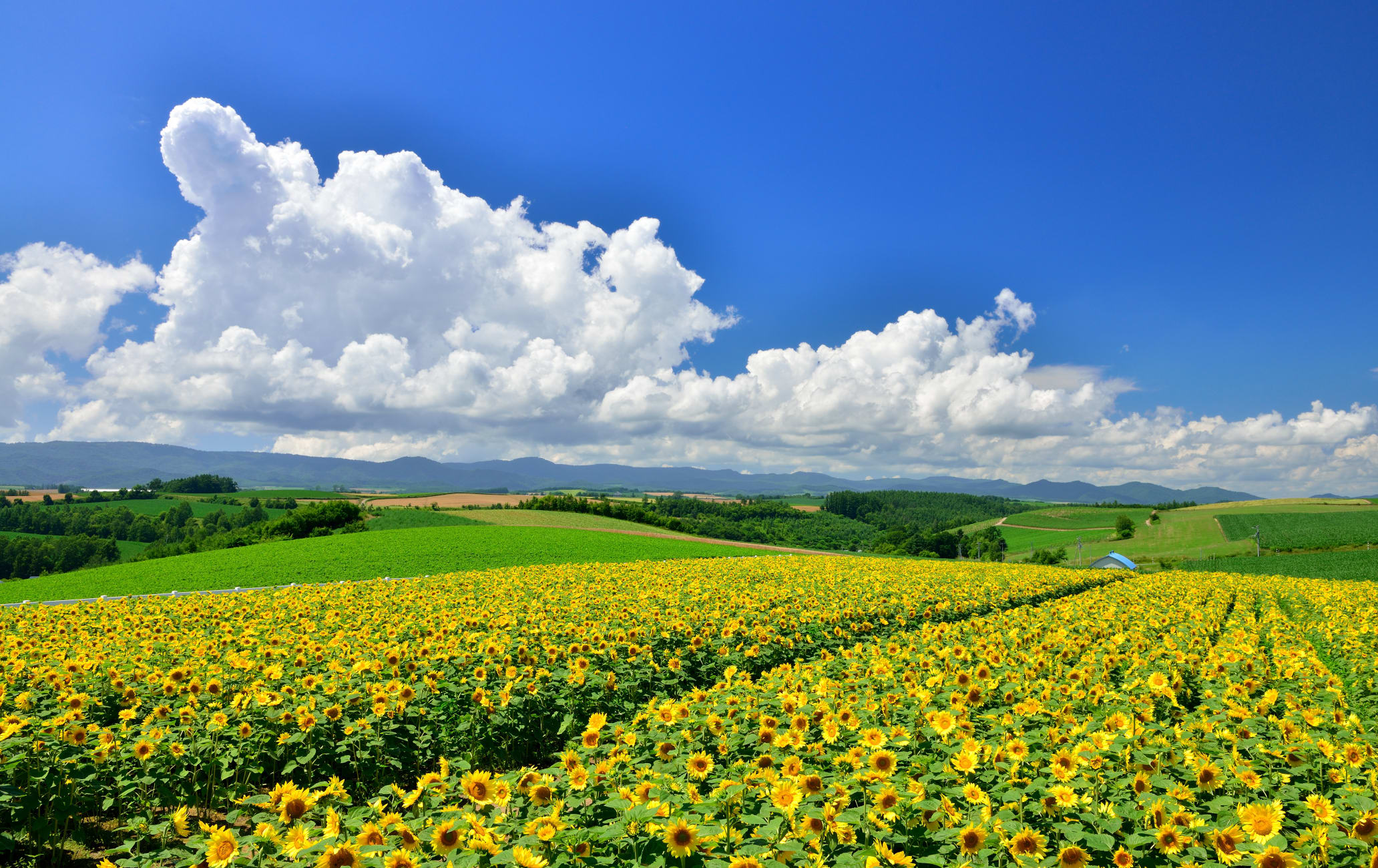 Biei | Travel Japan - Japan National Tourism Organization (Official Site)