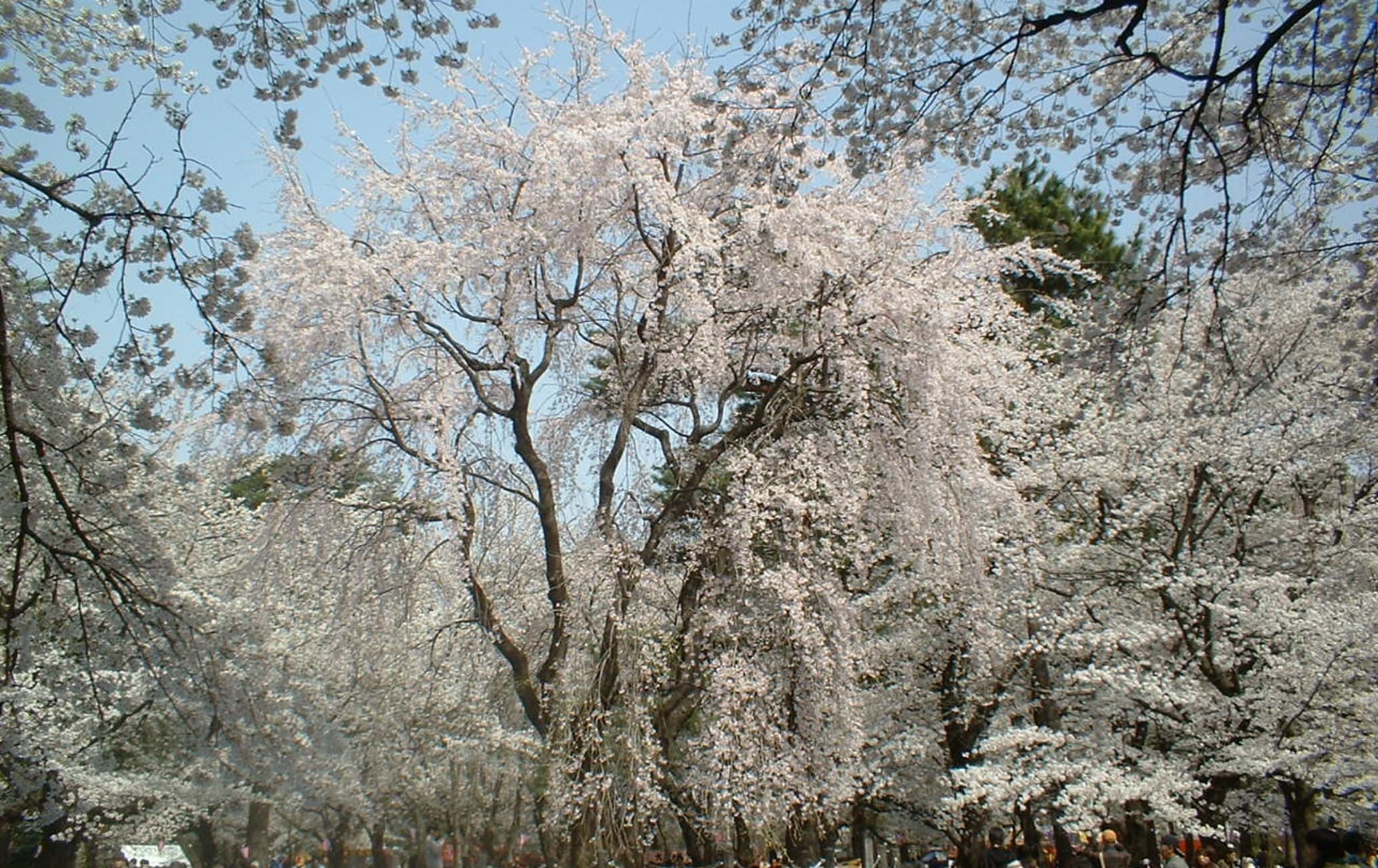 Omiya Park | Saitama Attractions | Travel Japan | JNTO