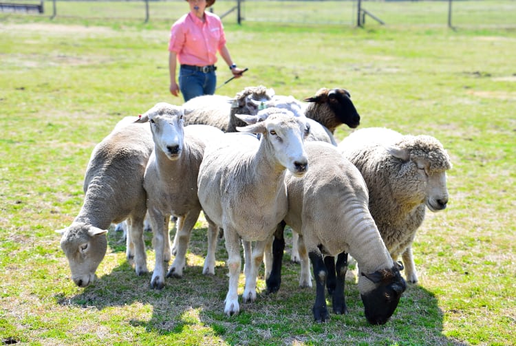 Mother Farm | Chiba Attractions | Travel Japan | JNTO