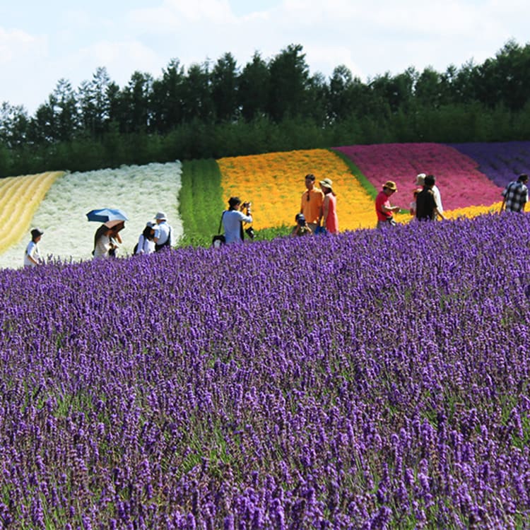 ถนนสายดอกไม้ ที่ฟุราโนะ (Flower Drive in Furano), ฮอกไกโด (Hokkaido)