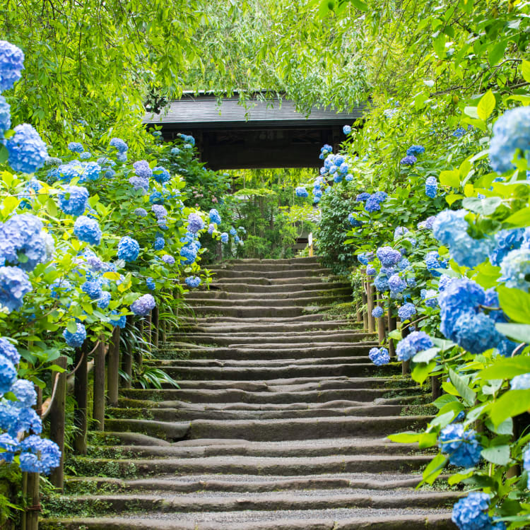 Japan in June | Guide | Travel Japan（Japan National Tourism Organization）