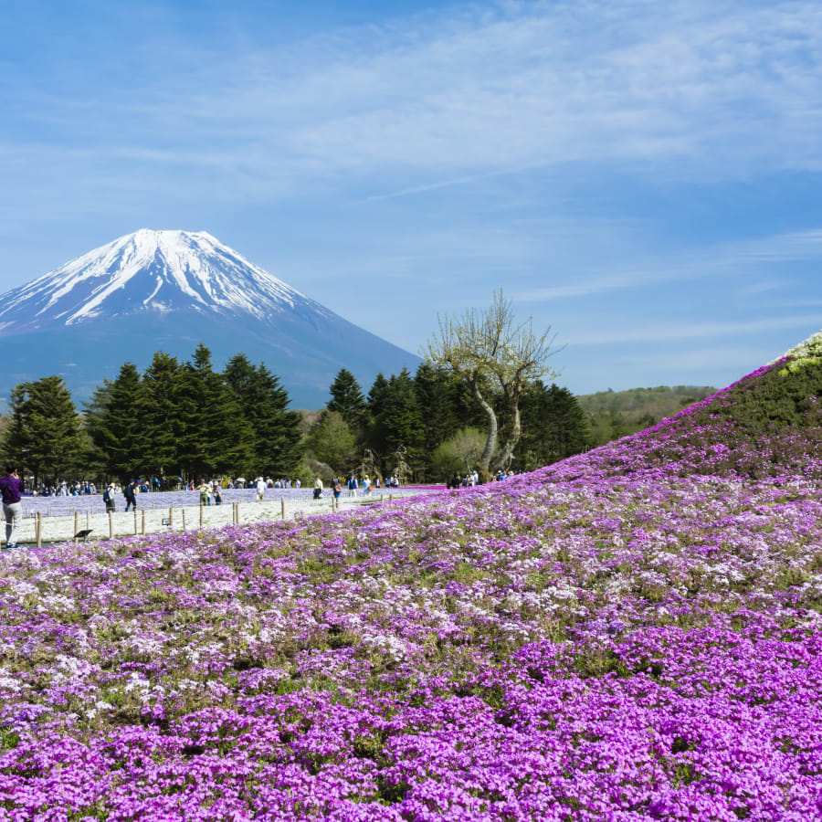 Mt.Fuji Guide | Travel Japan（Japan National Tourism Organization）