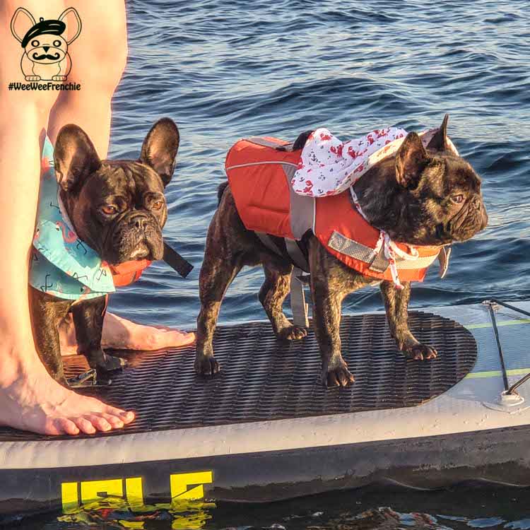 How To Teach Your Dog To Stand up Paddleboard